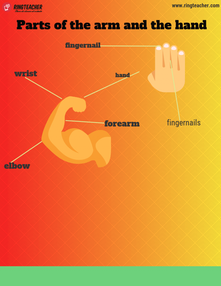 Partes del cuerpo en inglés: Vocabulario Ringteacher